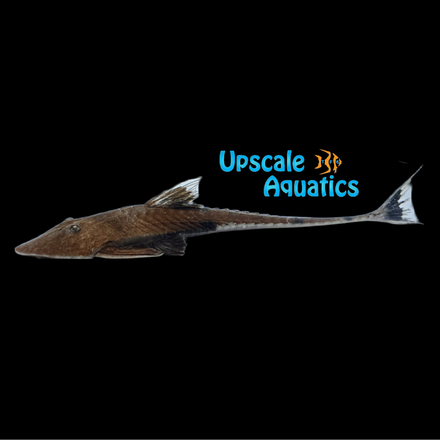Red Chameleon Whiptail Catfish (Pseudohemiodon apithanos var) – Upscale ...