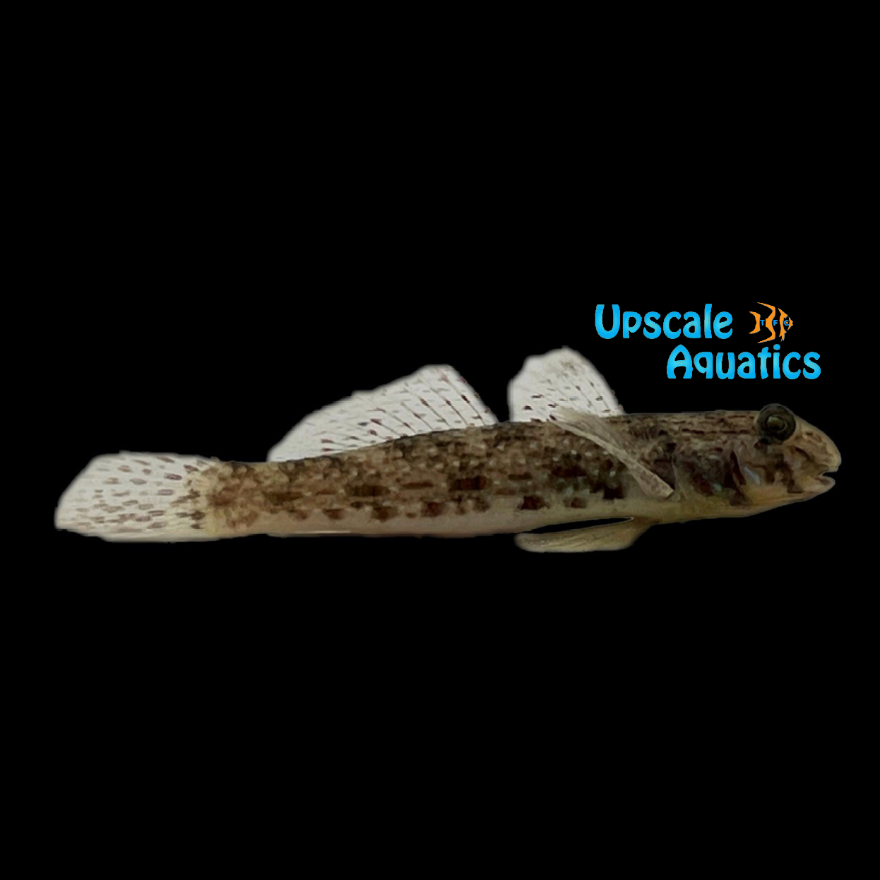 Ornate Goby (Istigobius ornatus) – Upscale Aquatics