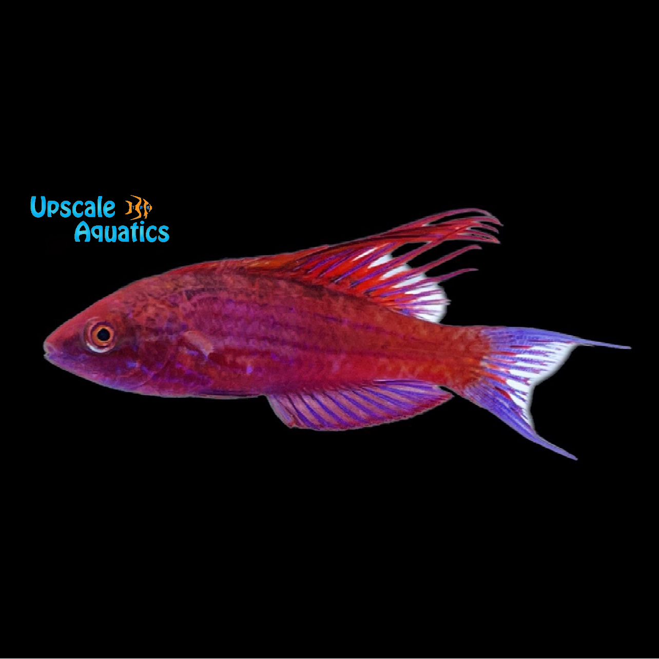 Blue Flasher Wrasse (Paracheilinus cyaneus) – Upscale Aquatics