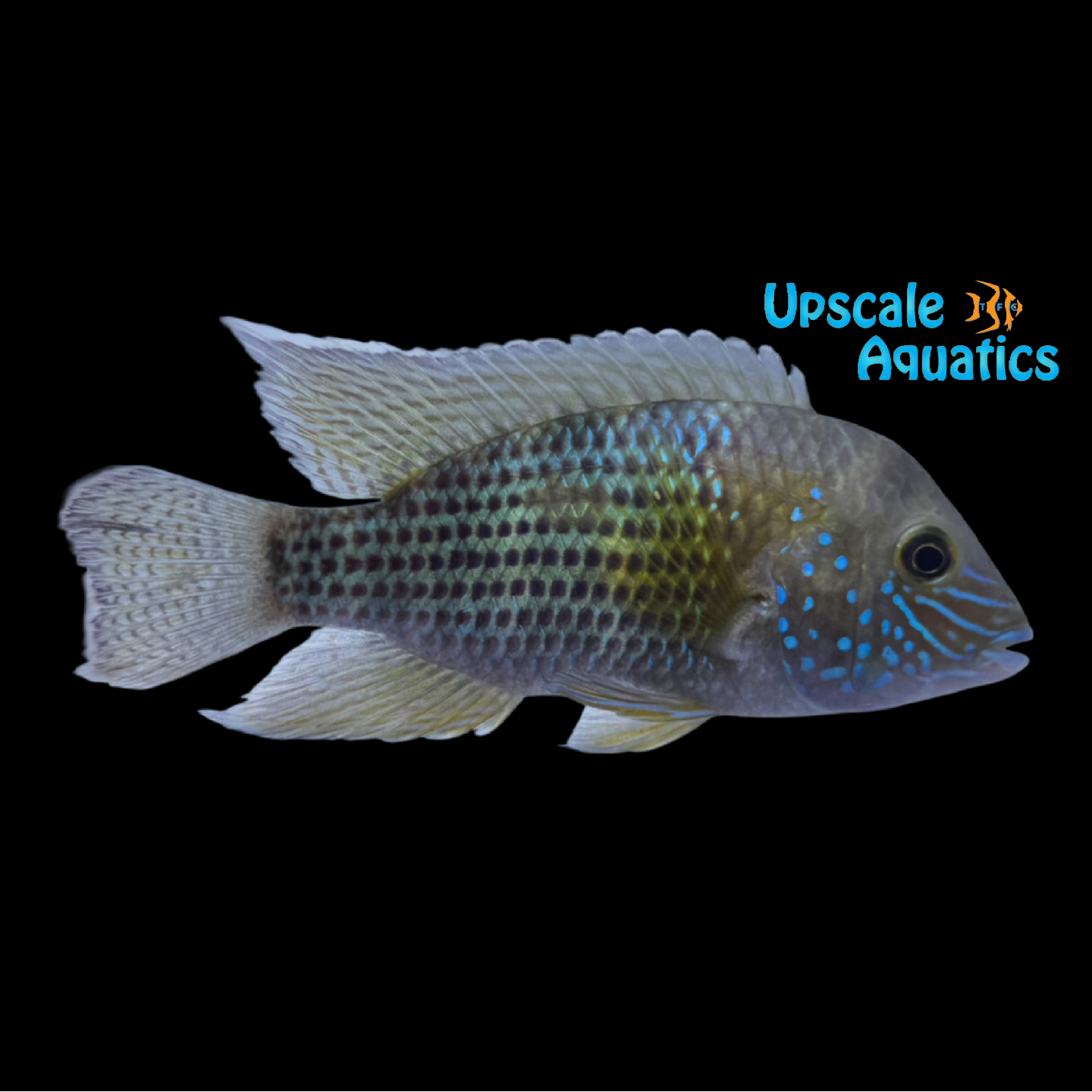 Silver Saum Cichlid (Andinoacara rivulatus) – Upscale Aquatics