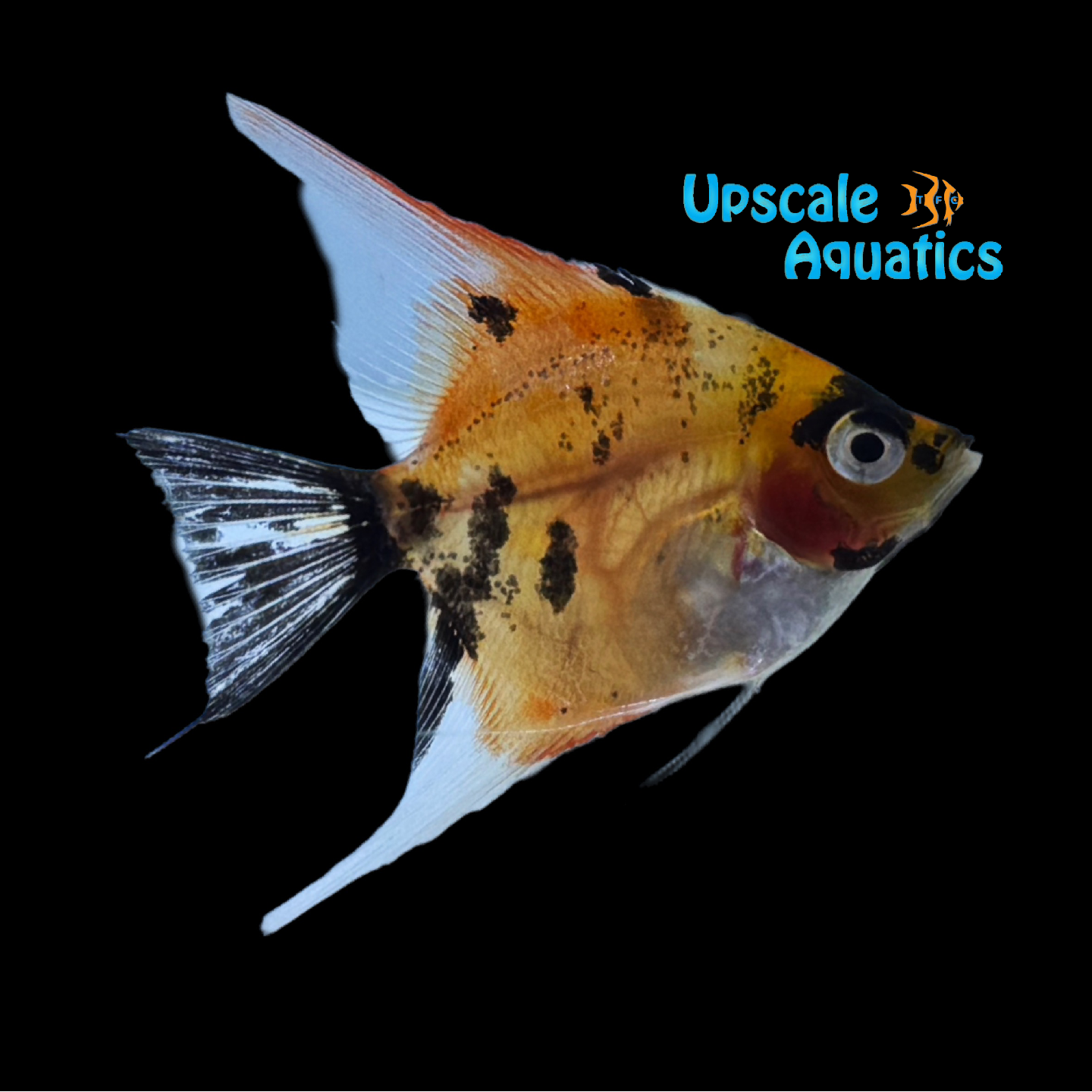 Red Devil Angelfish (Pterophyllum scalare) – Upscale Aquatics