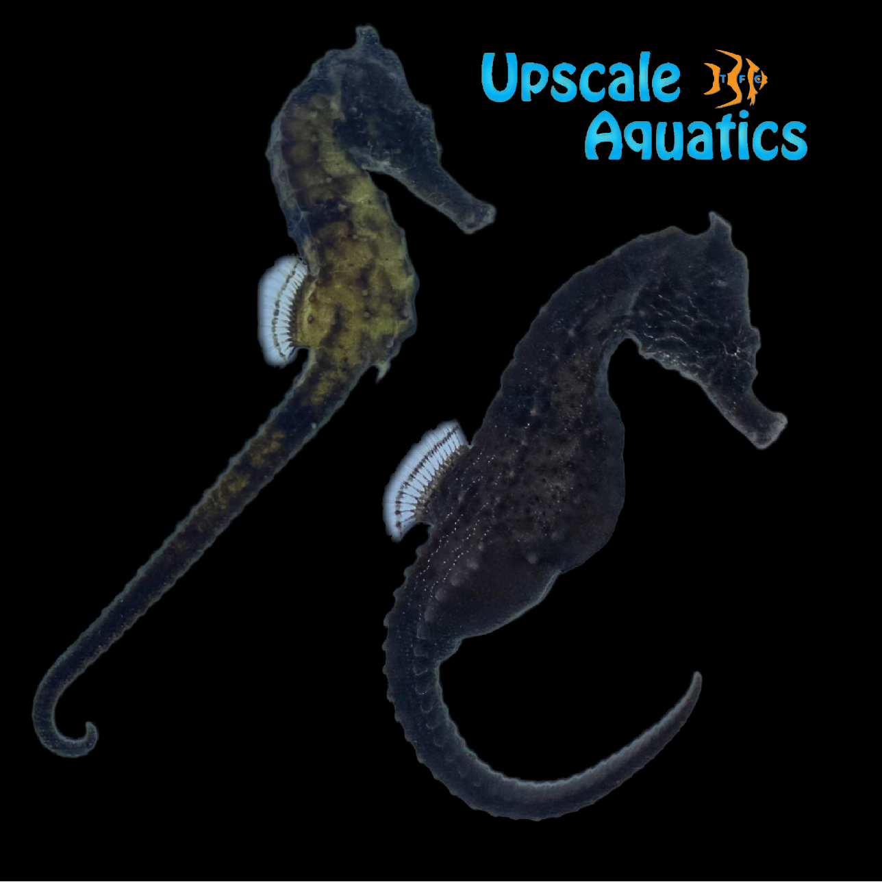Kuda Seahorse - Captive Bred (Hippocampus kuda) – Upscale Aquatics