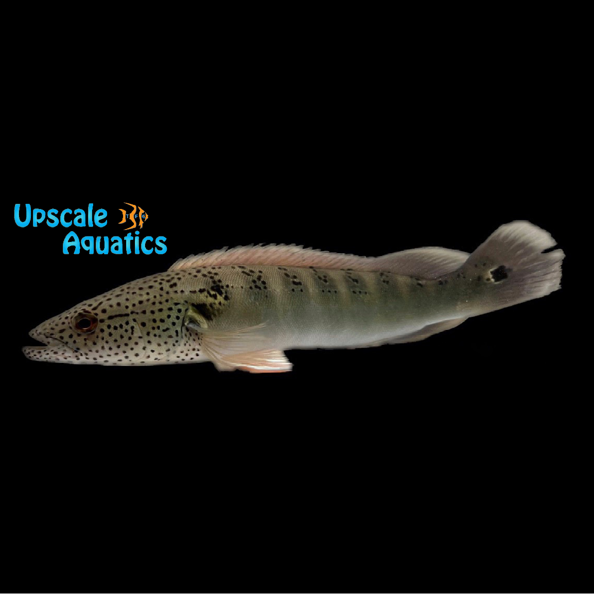 Freckle Face Pike (Crenicichla lenticulata) – Upscale Aquatics