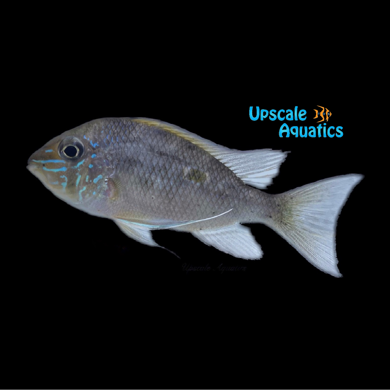 Cupido Cichlid (Biotodoma cupido) – Upscale Aquatics