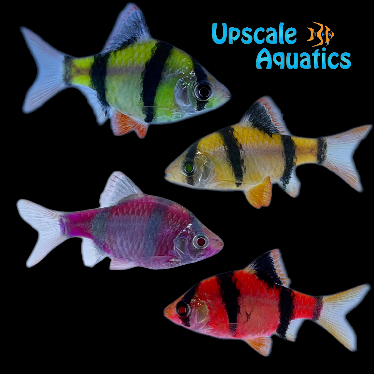 GloFish Barb (Puntius tetrazona) – Upscale Aquatics