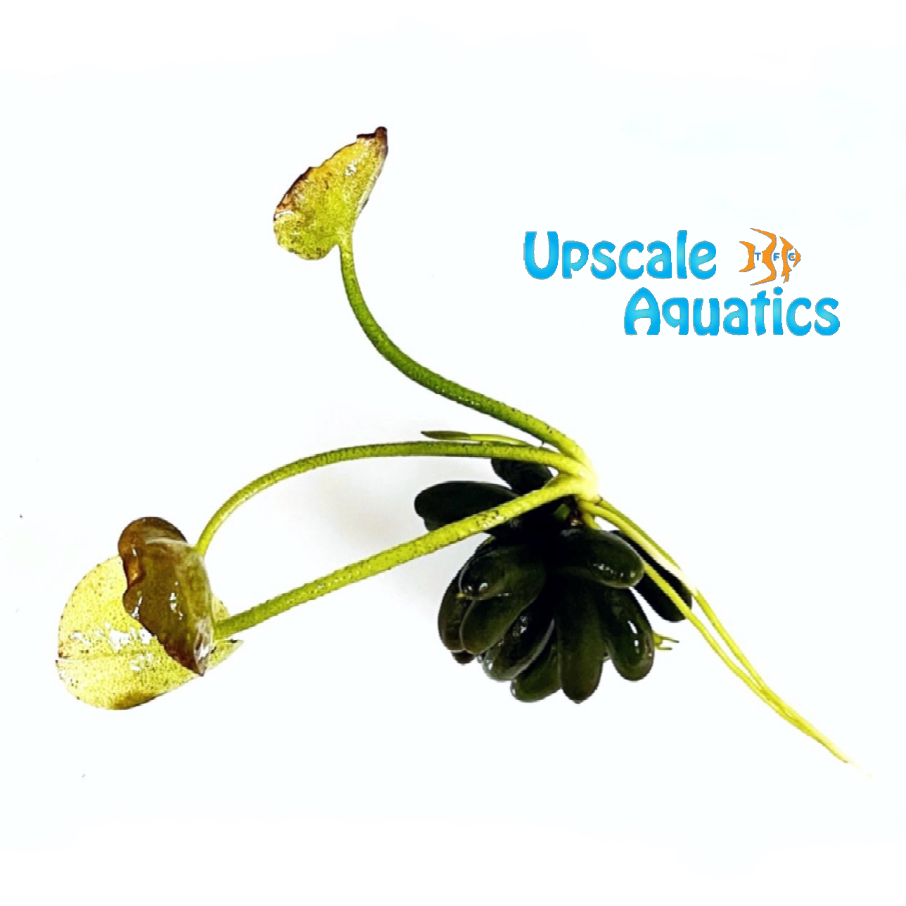 Banana Plant (Nymphoides aquatica) – Upscale Aquatics
