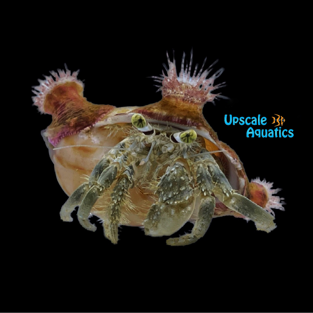 Anemone Hermit Crab (Dardanus sp.) – Upscale Aquatics
