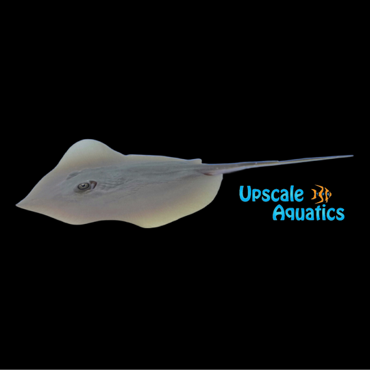 Dwarf Mangrove Stingray (Brevitrygon walga) – Upscale Aquatics