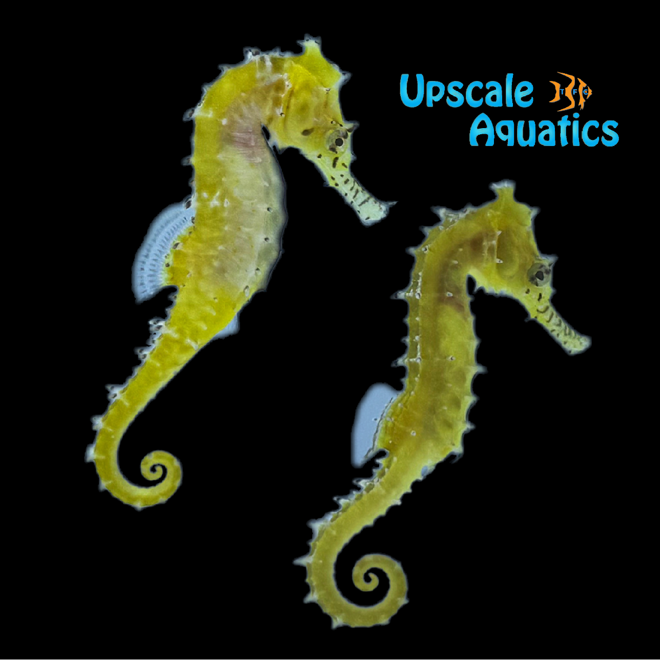 Australian Zebra Snout Barbouri Seahorse - Captive Bred (Hippocampus b ...