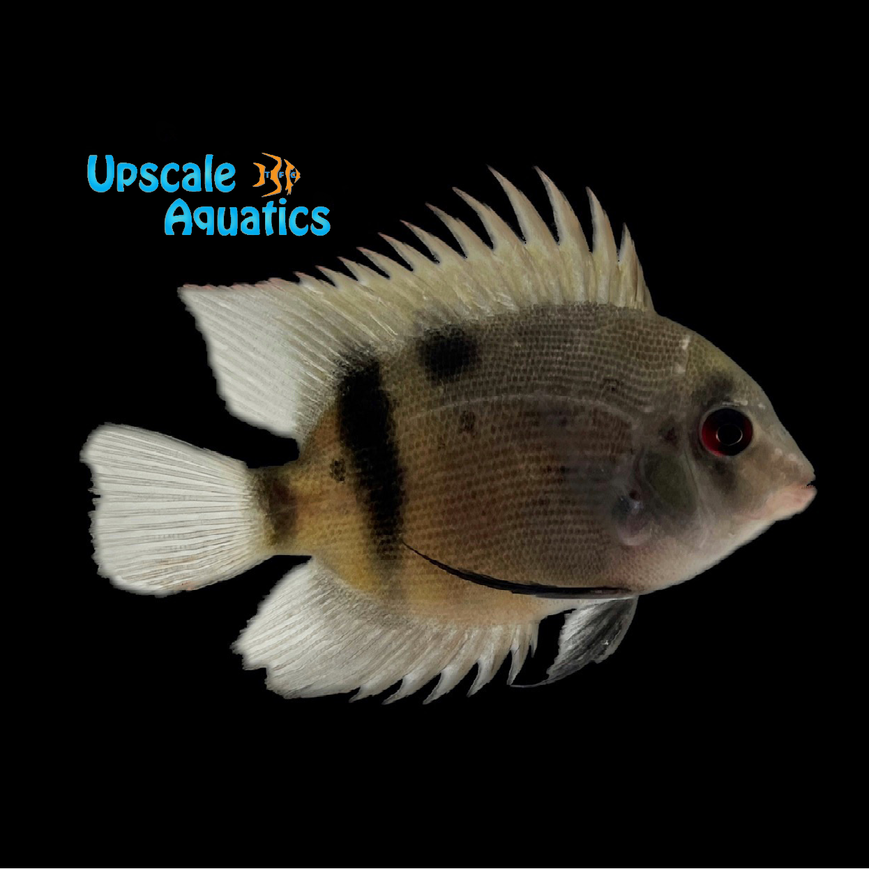 Panda Uaru (Uaru fernandezyepezi) – Upscale Aquatics