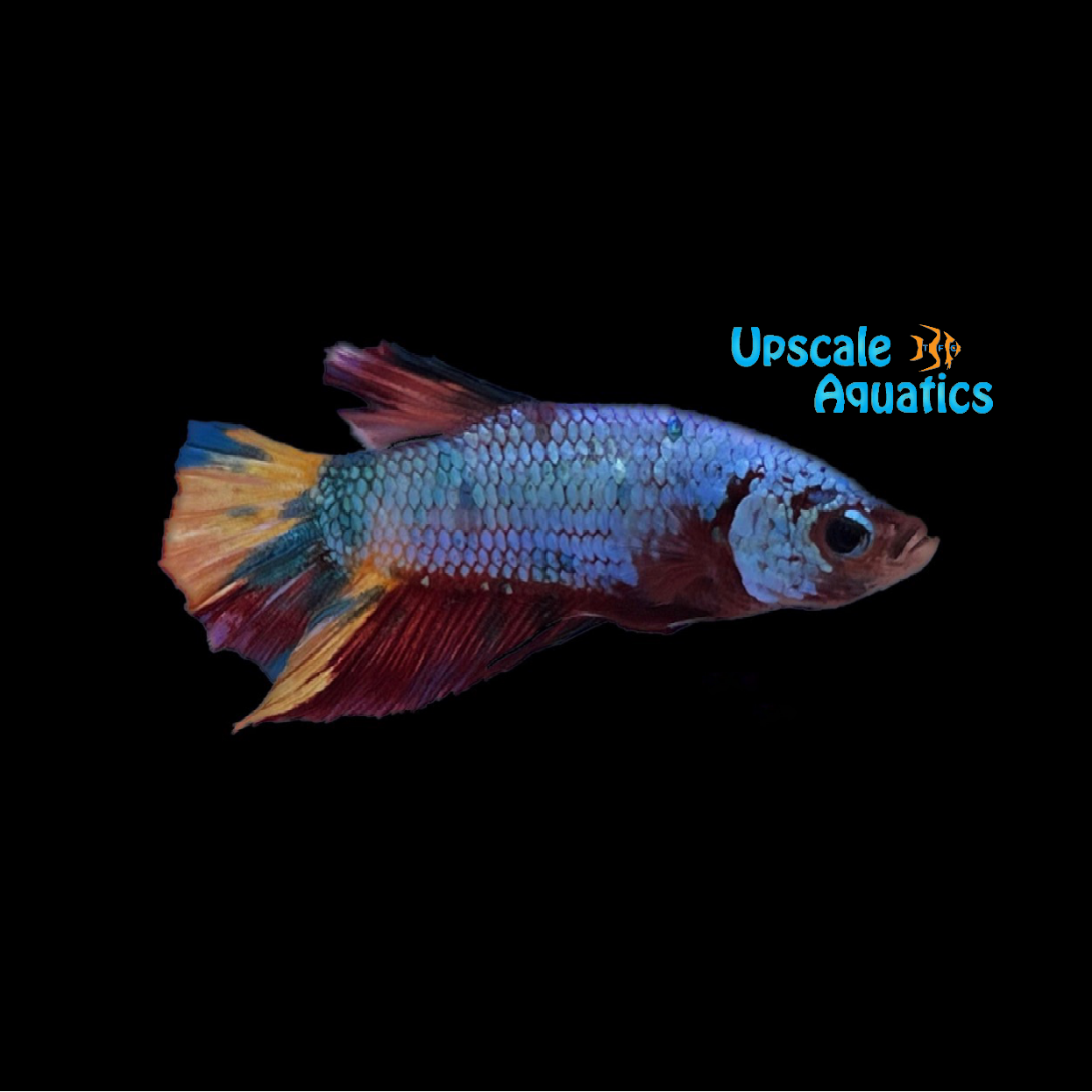 Emerald Candy Plakat Betta - Male (Betta splendens) – Upscale Aquatics