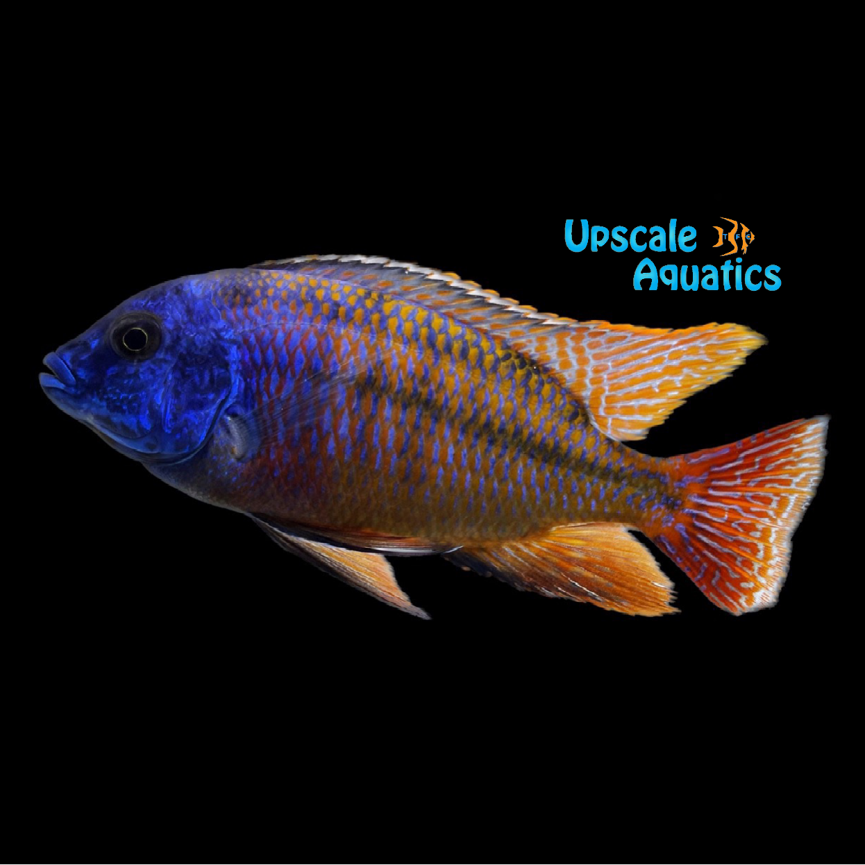 Fire Hap 'Super Red Empress' (Protomelas taeniolatus 'Super Red ...