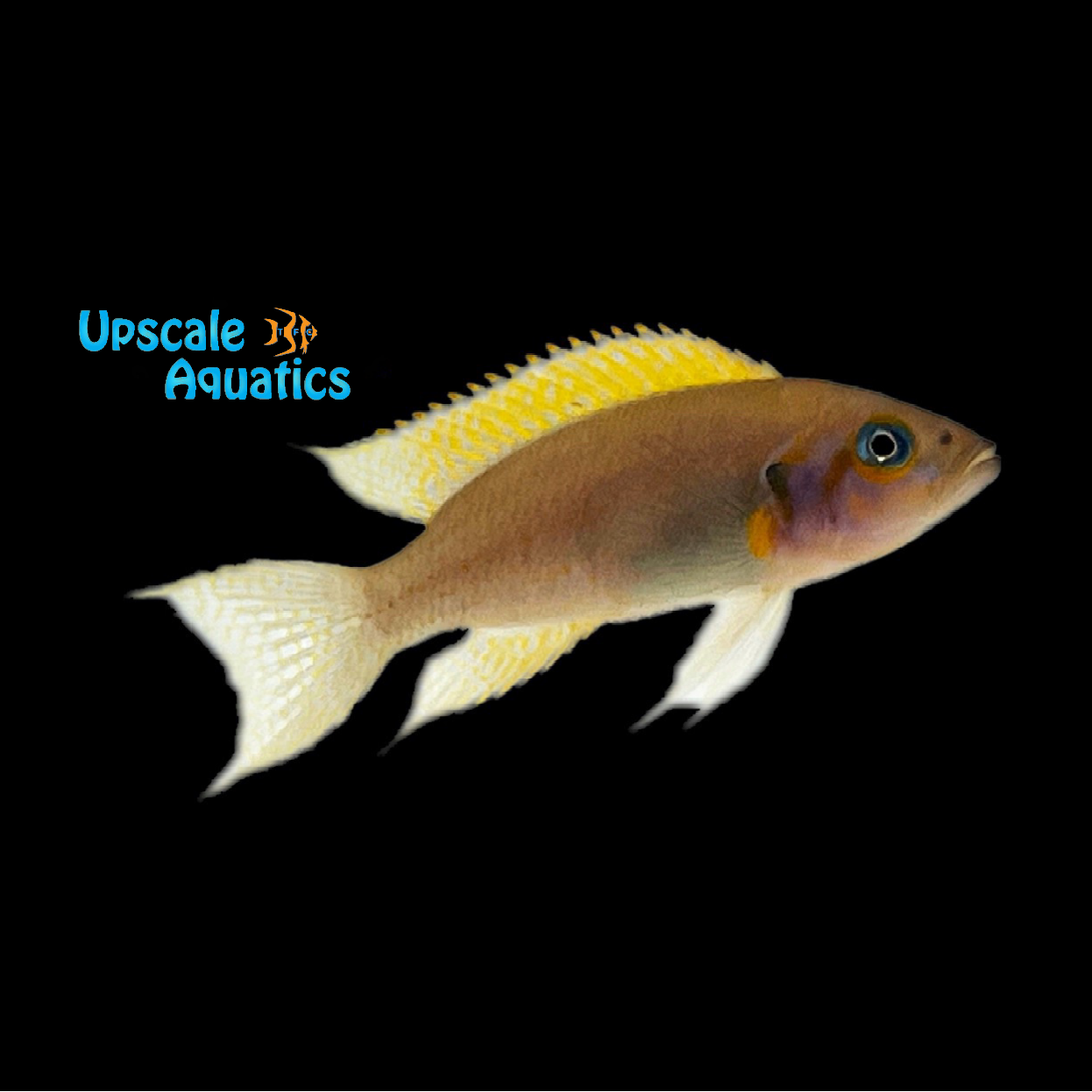 Daffodil Cichlid (Neolamprologus pulcher) – Upscale Aquatics