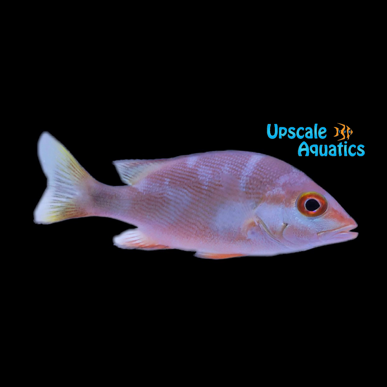 Humpback Red Snapper (Lutjanus gibbus) – Upscale Aquatics