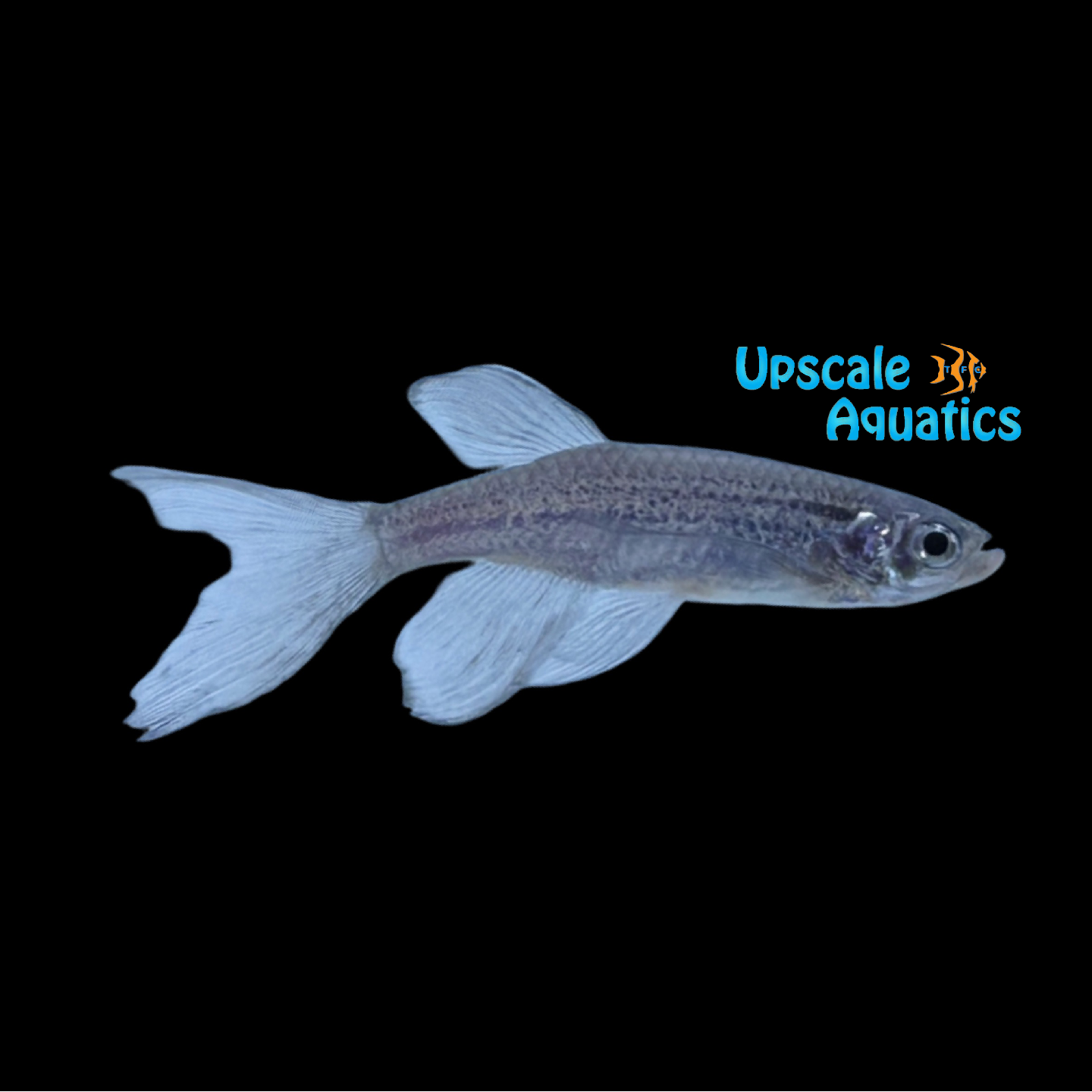 Longfin Blue Danio (Danio rerio) – Upscale Aquatics