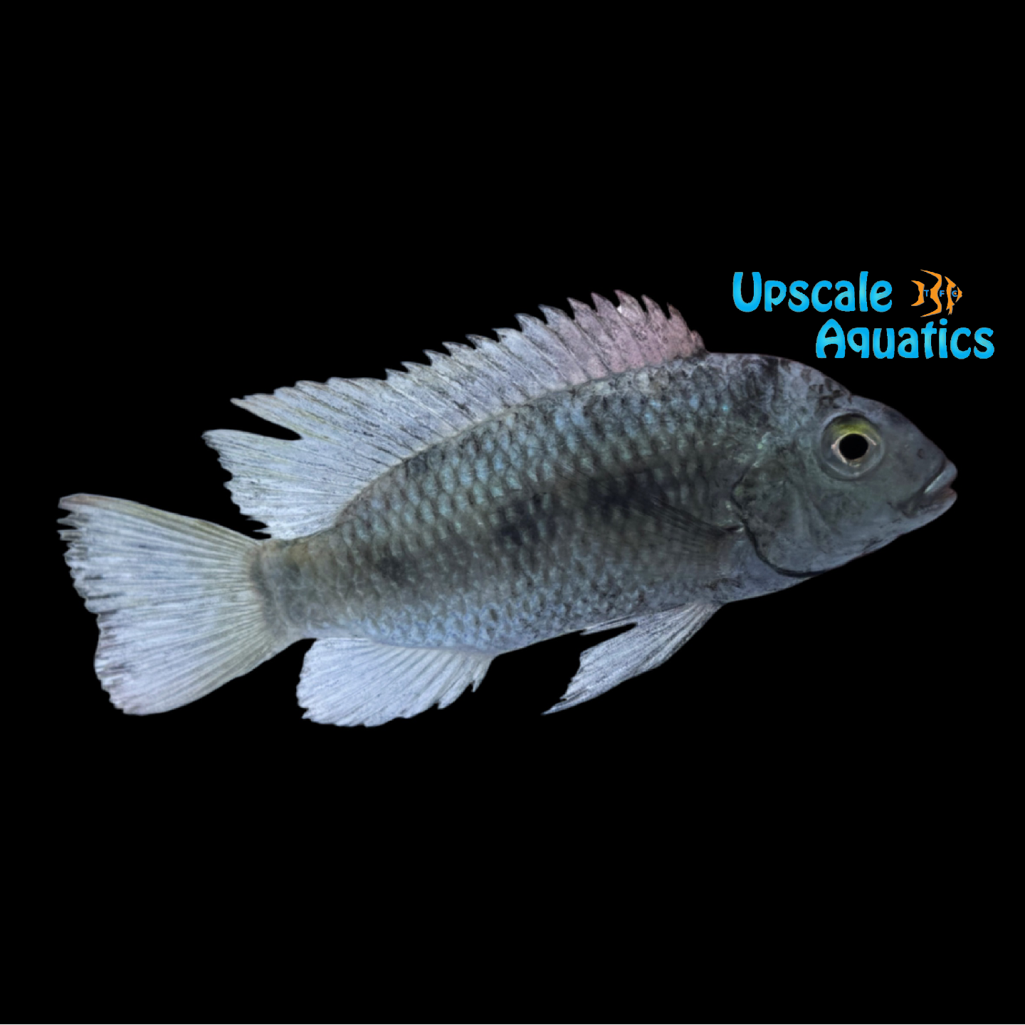 Lake Bosumtwi Tilapia (Coptodon discolor) – Upscale Aquatics