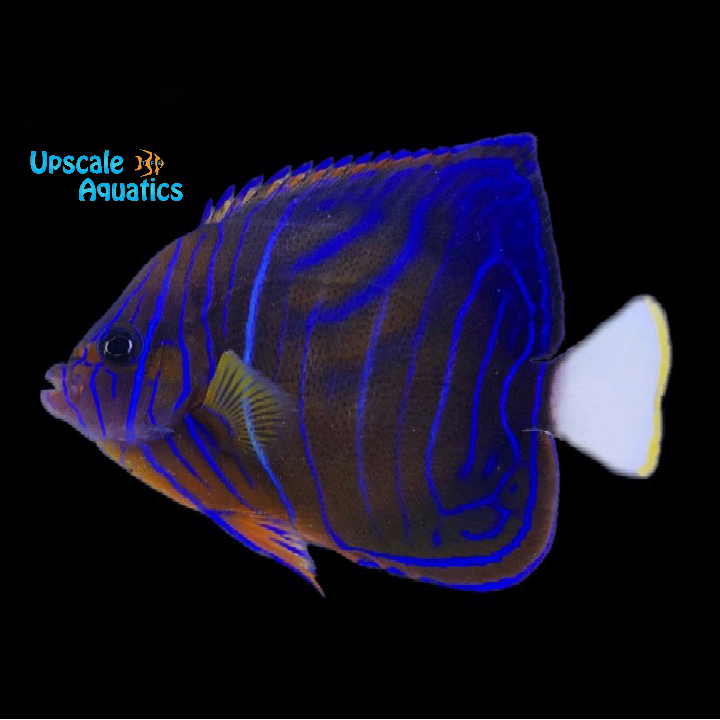 Annularis Angelfish - Transitioning (Pomacanthus annularis) – Upscale ...