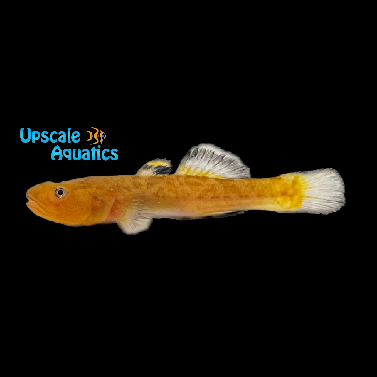 Gold Desert Goby (Chlamydogobius eremius) – Upscale Aquatics
