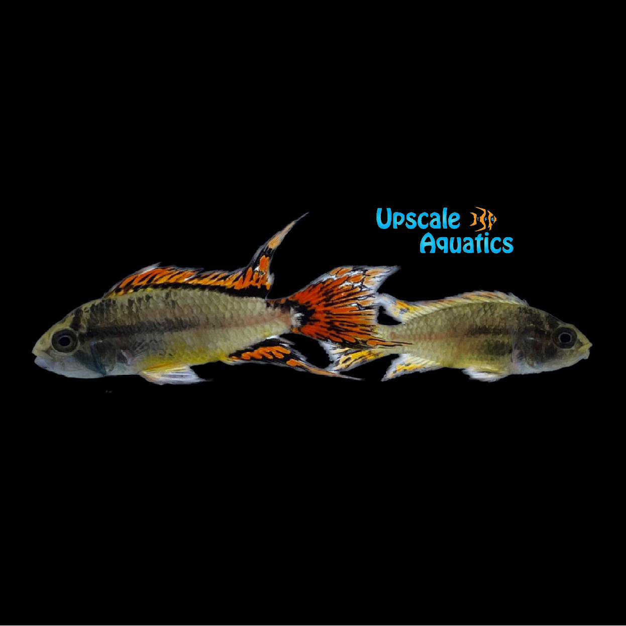 Mega Red Apisto. Cacatuoides (Apistogramma cacatuoides) – Upscale Aquatics