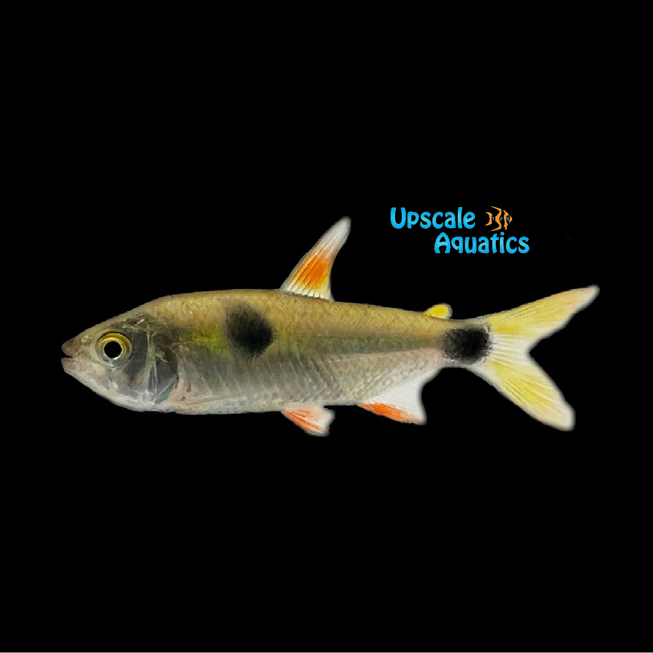 Bucktooth Tetra (Exodon paradoxus) – Upscale Aquatics