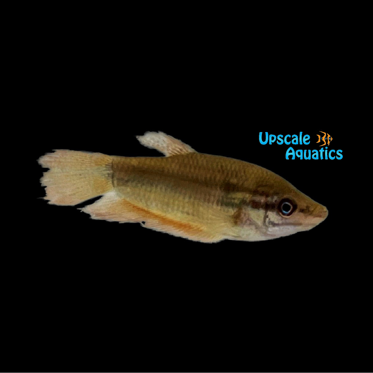 Croaking Gourami (Trichopsis vittata) – Upscale Aquatics