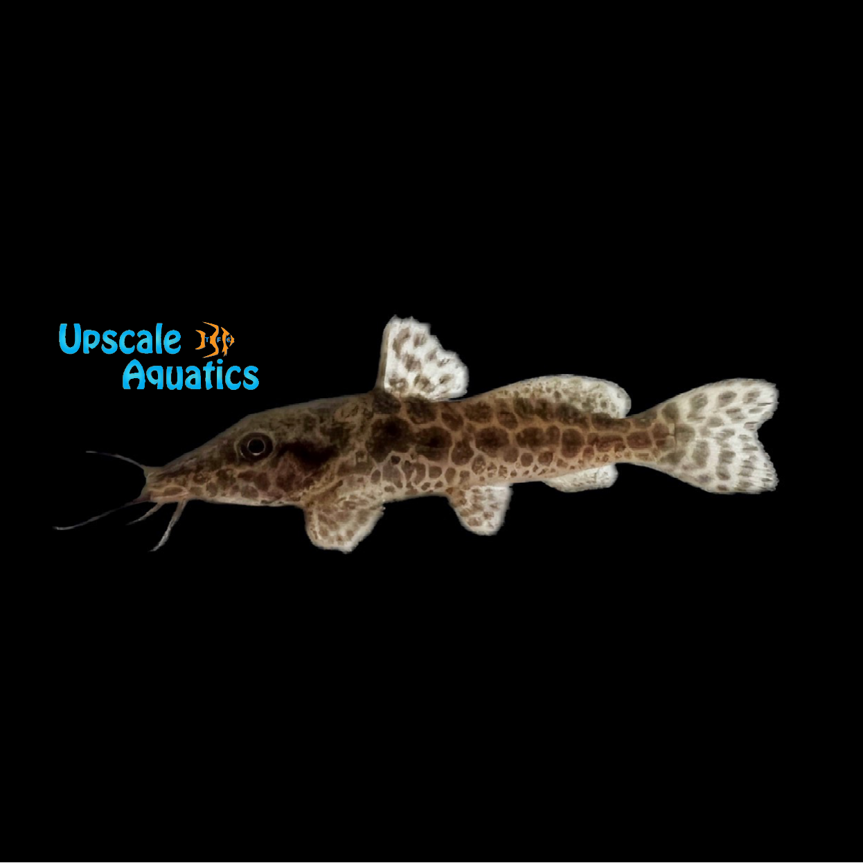 Giraffe Catfish (Auchenoglanis occidentalis) – Upscale Aquatics