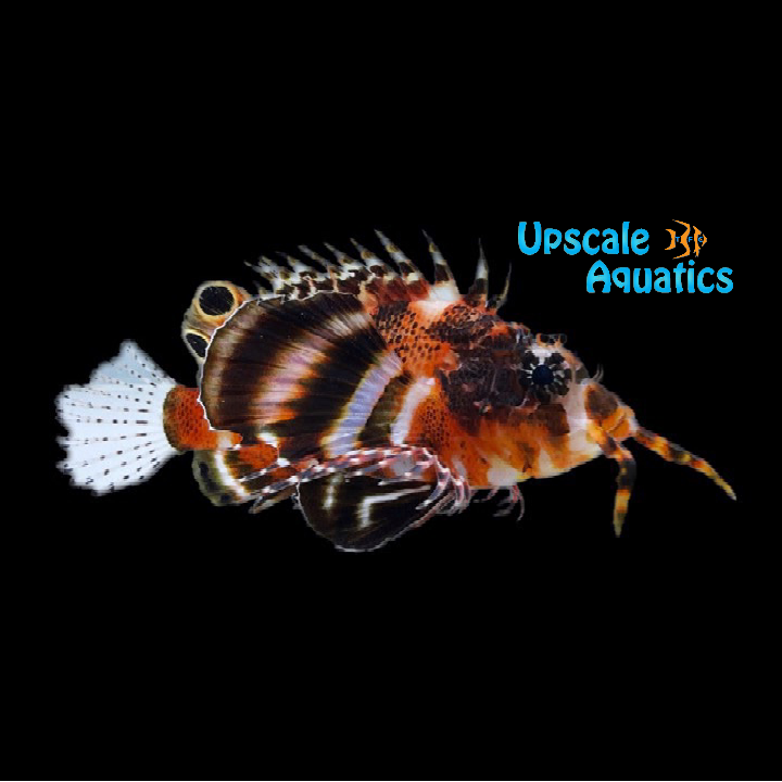 Fu Manchu Lionfish (Dendrochirus biocellatus) – Upscale Aquatics