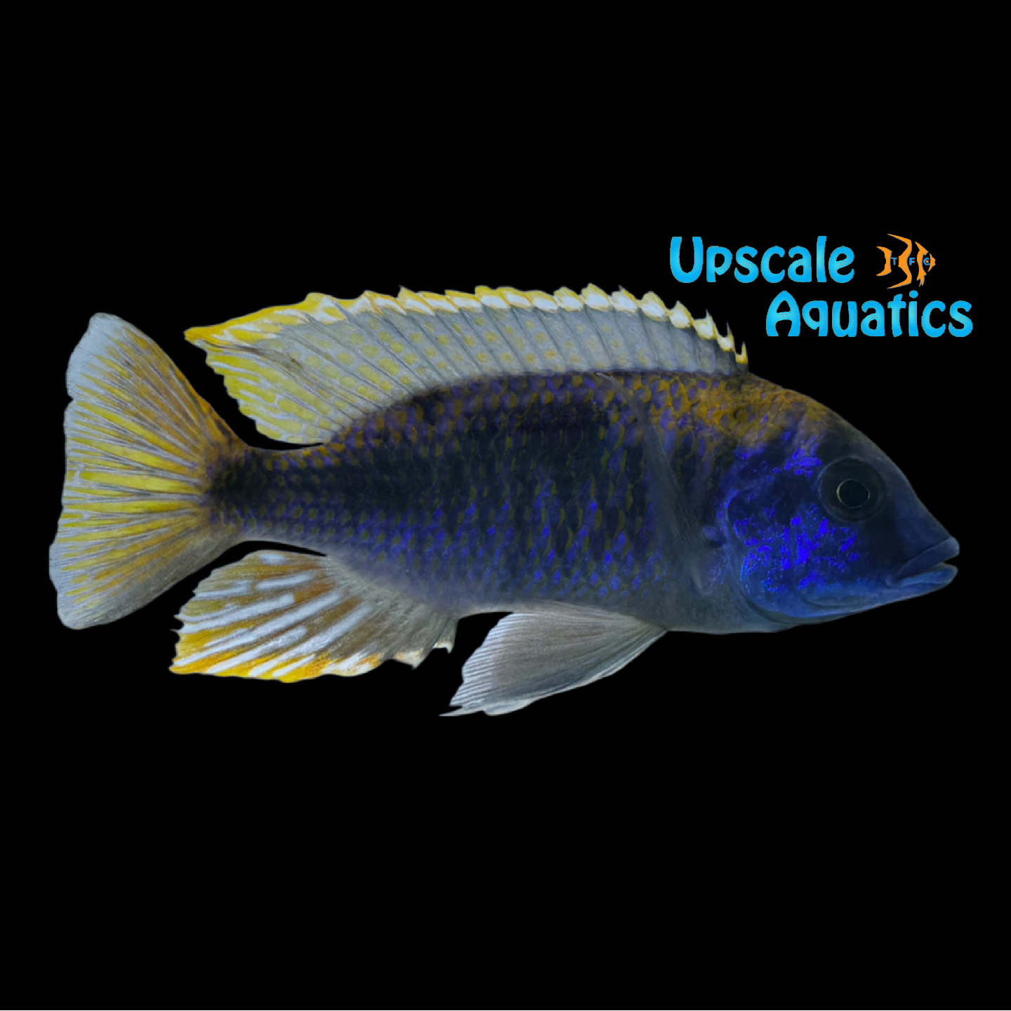 Orange Cap Hap (Otopharynx sp. auromarginatus margrette) – Upscale Aquatics