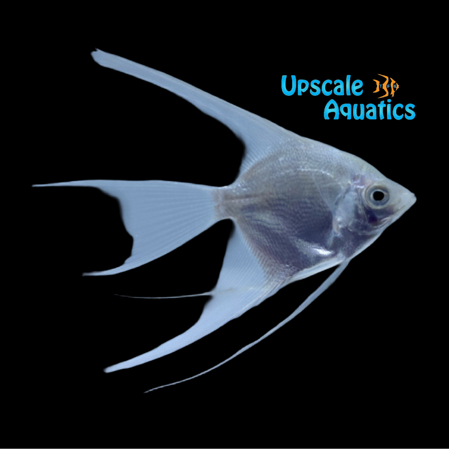 Platinum Veil Angelfish (Pterophyllum scalare) – Upscale Aquatics