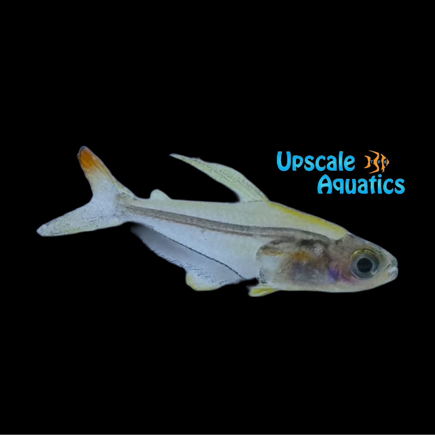Hummingbird Tetra (Trochilocharax ornatus) – Upscale Aquatics