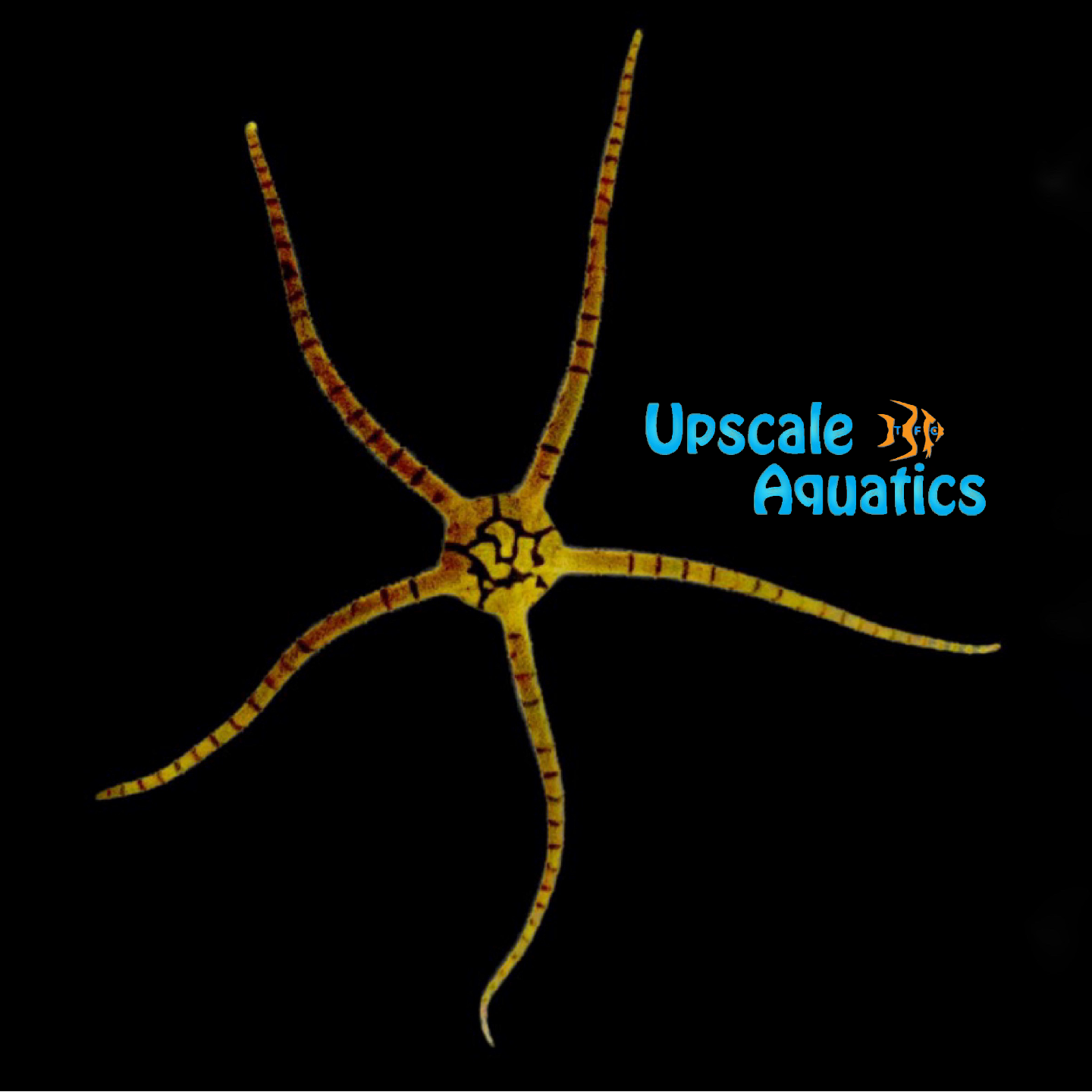 Yellow Striped Serpent Starfish (Ophioderma sp.) – Upscale Aquatics