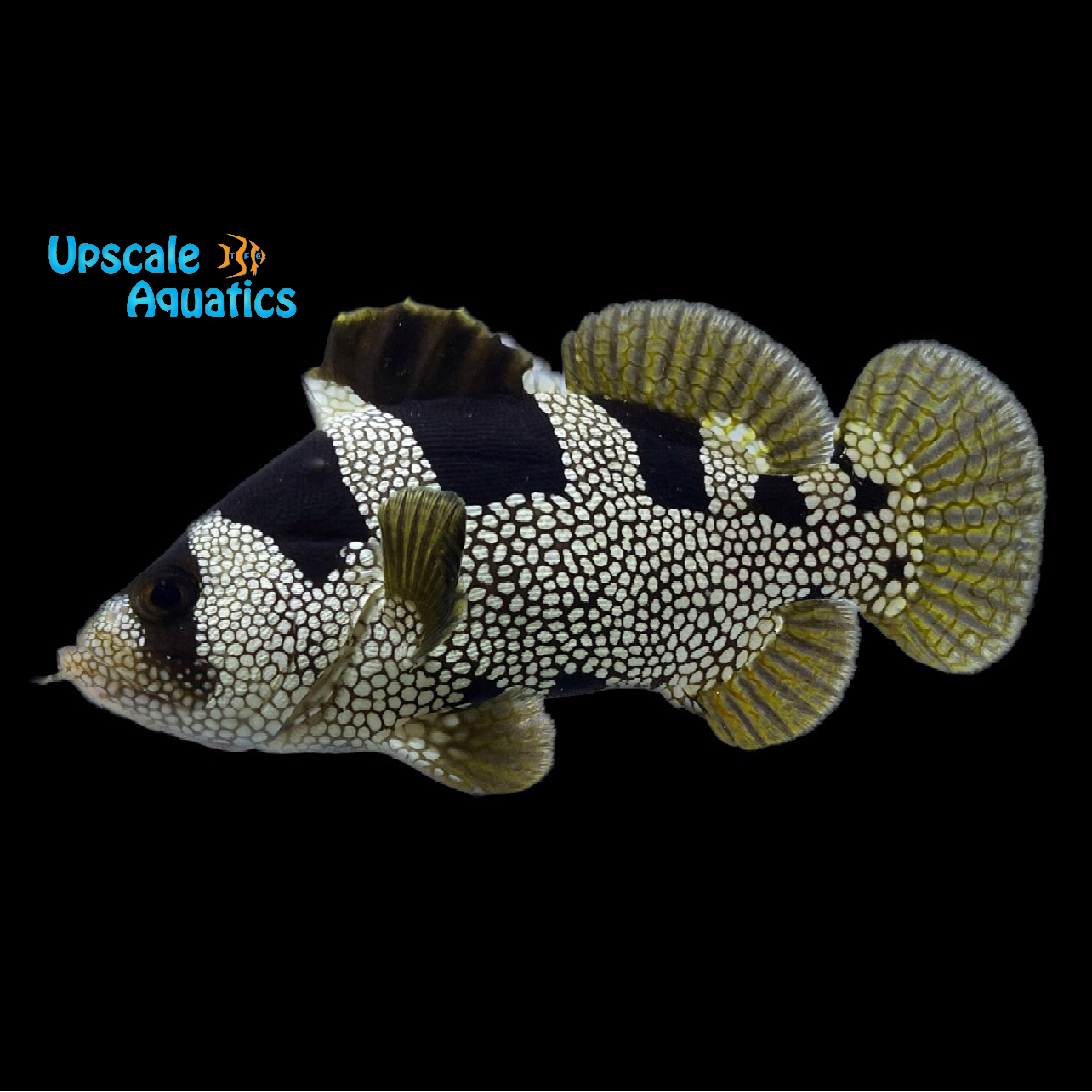Clown Grouper (Pogonoperca punctata) – Upscale Aquatics