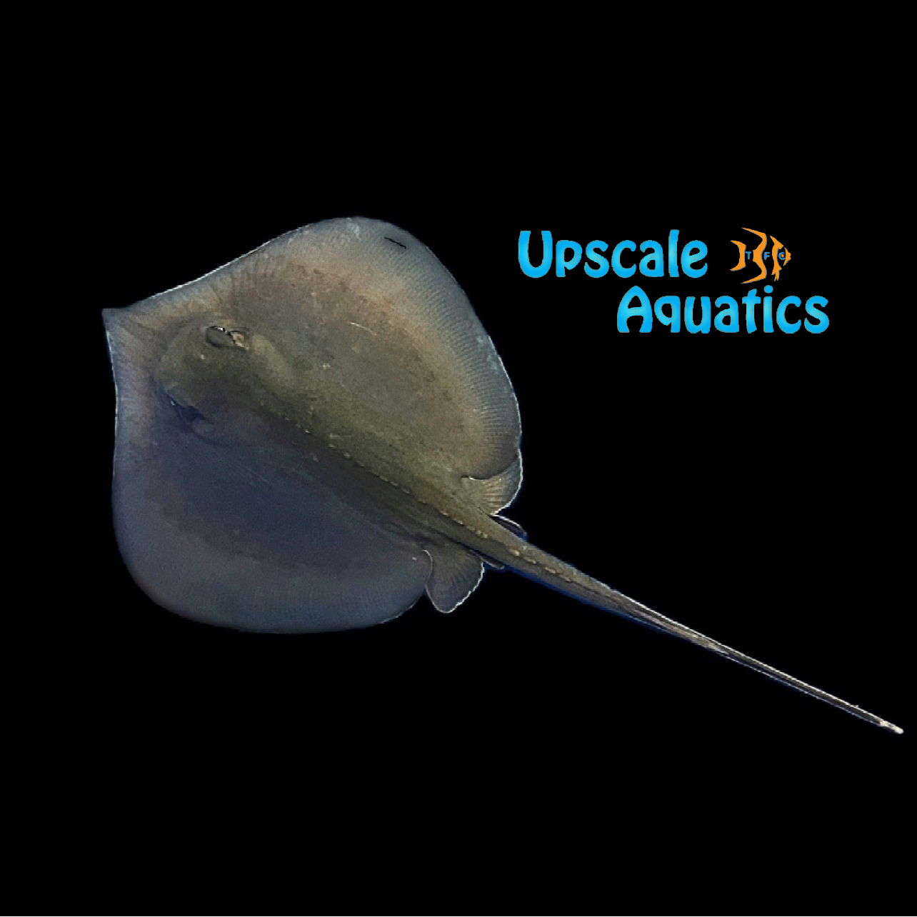 Southern Stingray (Hypanus americanus) – Upscale Aquatics