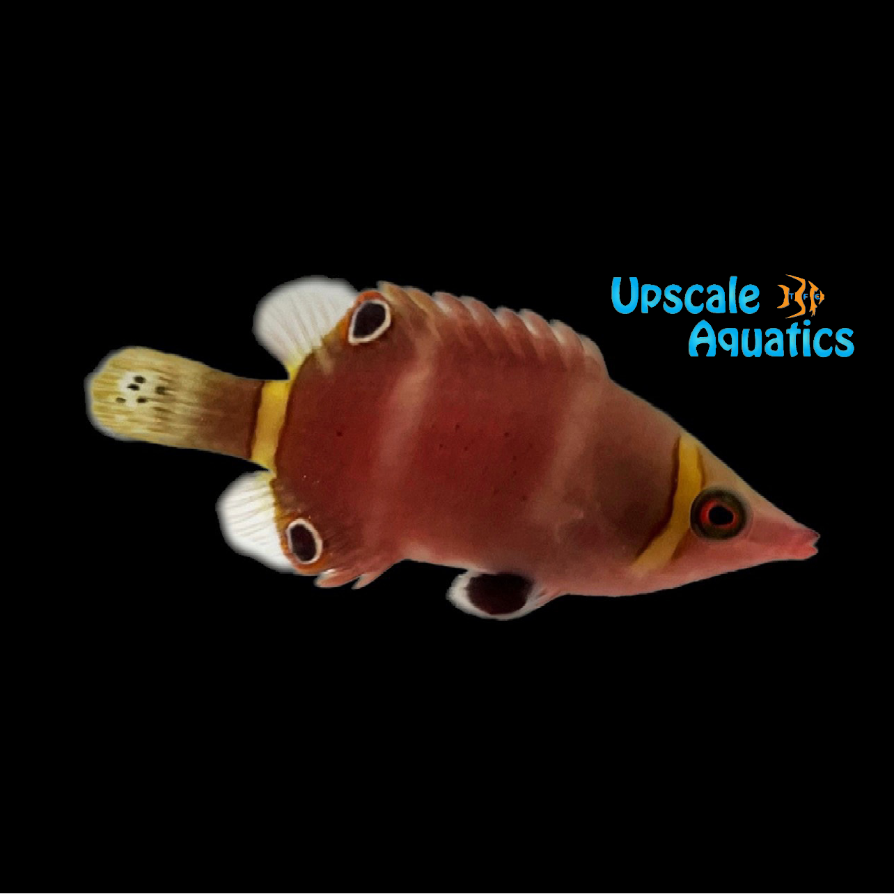 Yellow Banded Possum Wrasse (Wetmorella nigropinnata) – Upscale Aquatics