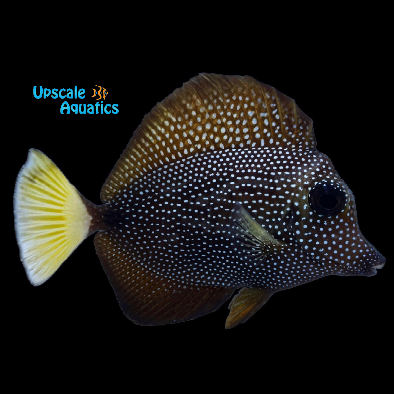 Gem Tang (Zebrasoma gemmatum) – Upscale Aquatics