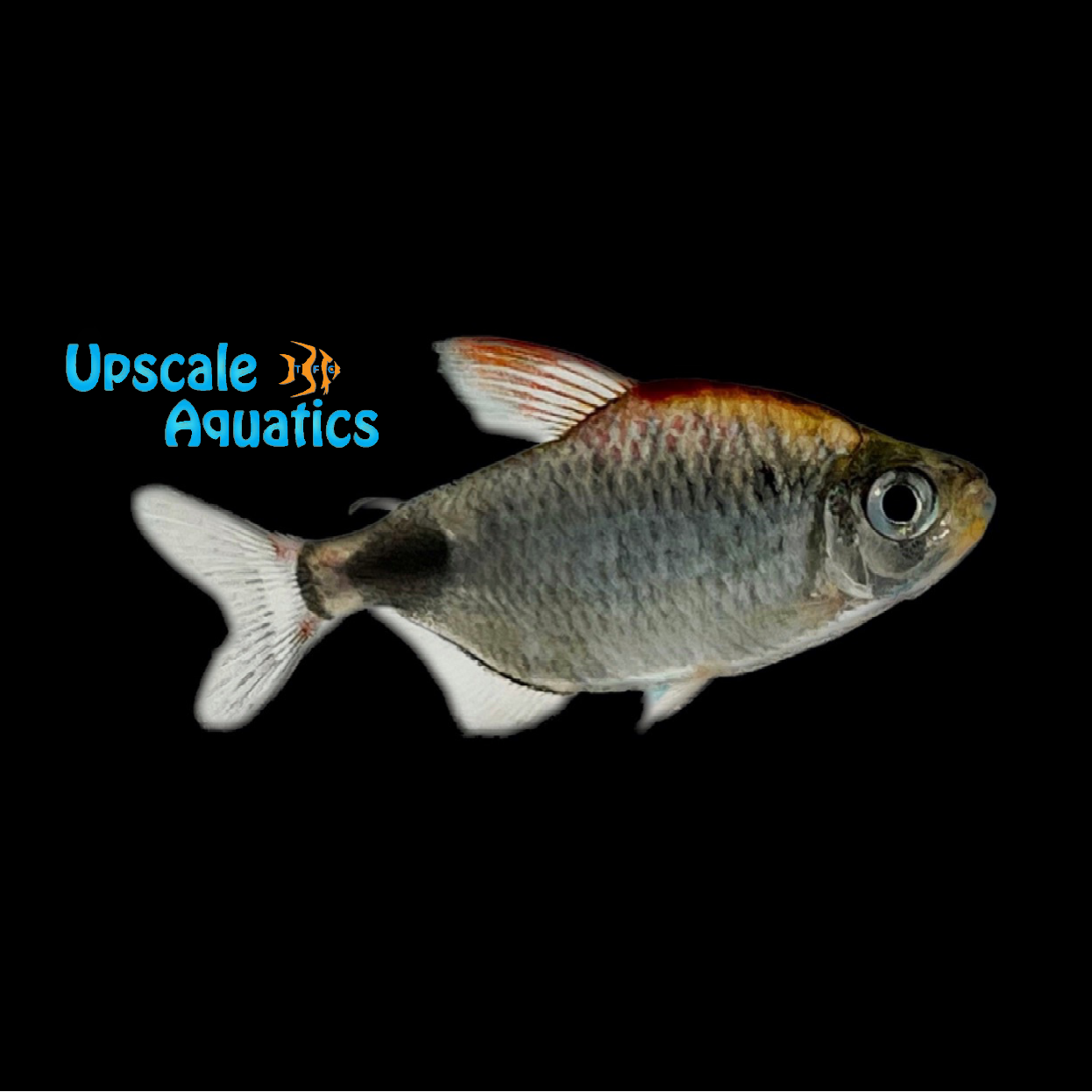 Red Cap Moon Tetra (Phenacogrammus breuseghemi) – Upscale Aquatics