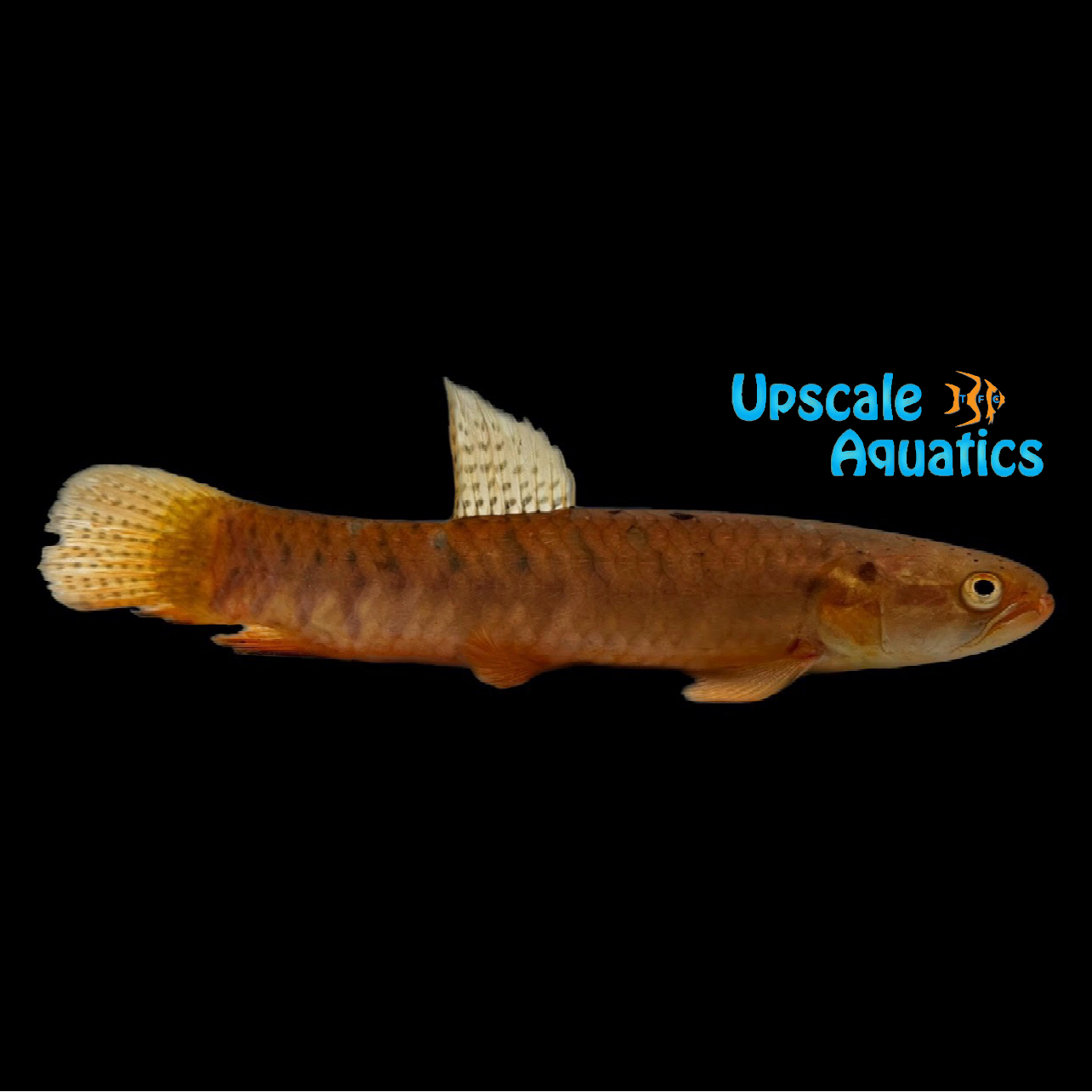 Red Wolf Fish (Hoplerythrinus cf cinereus) – Upscale Aquatics