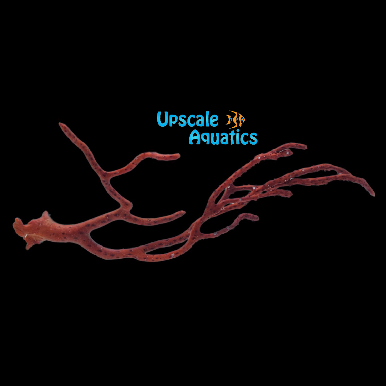 Red Finger Gorgonian (Diodogorgia nodulifera) – Upscale Aquatics