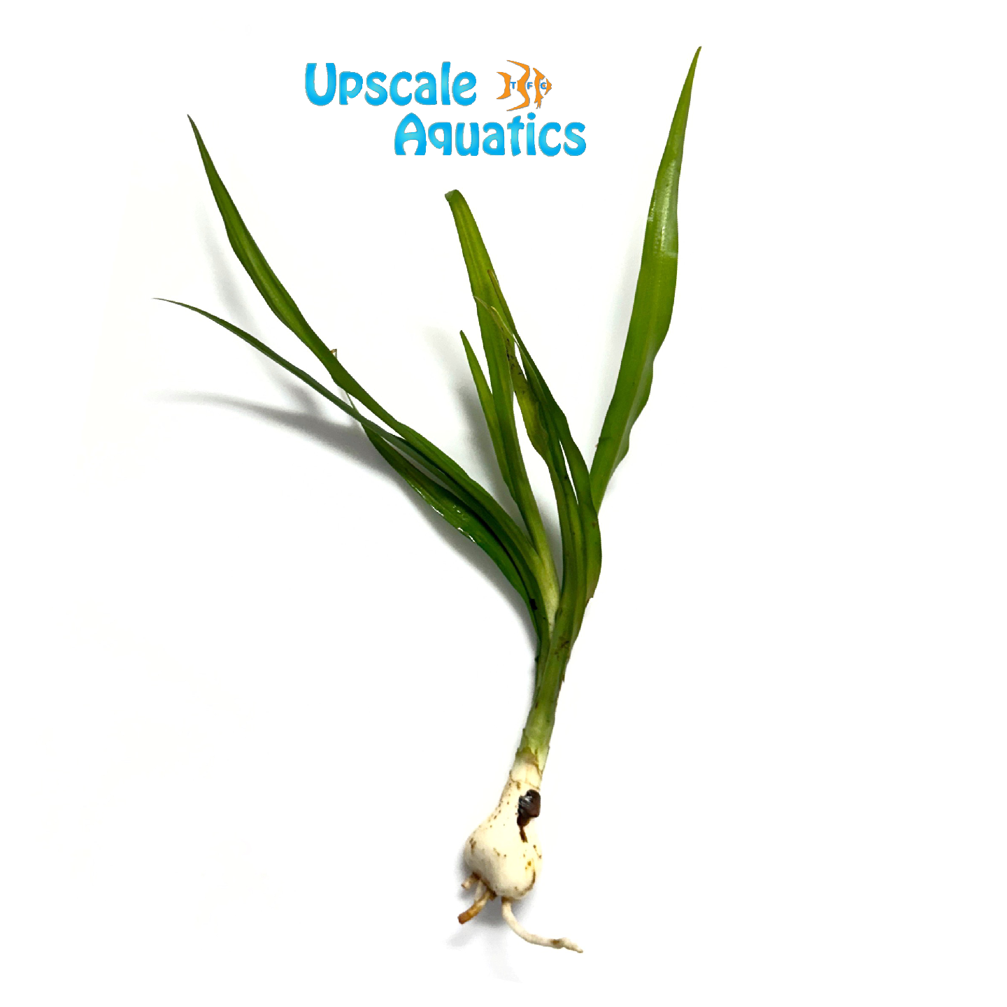 Crinum Natans – Upscale Aquatics