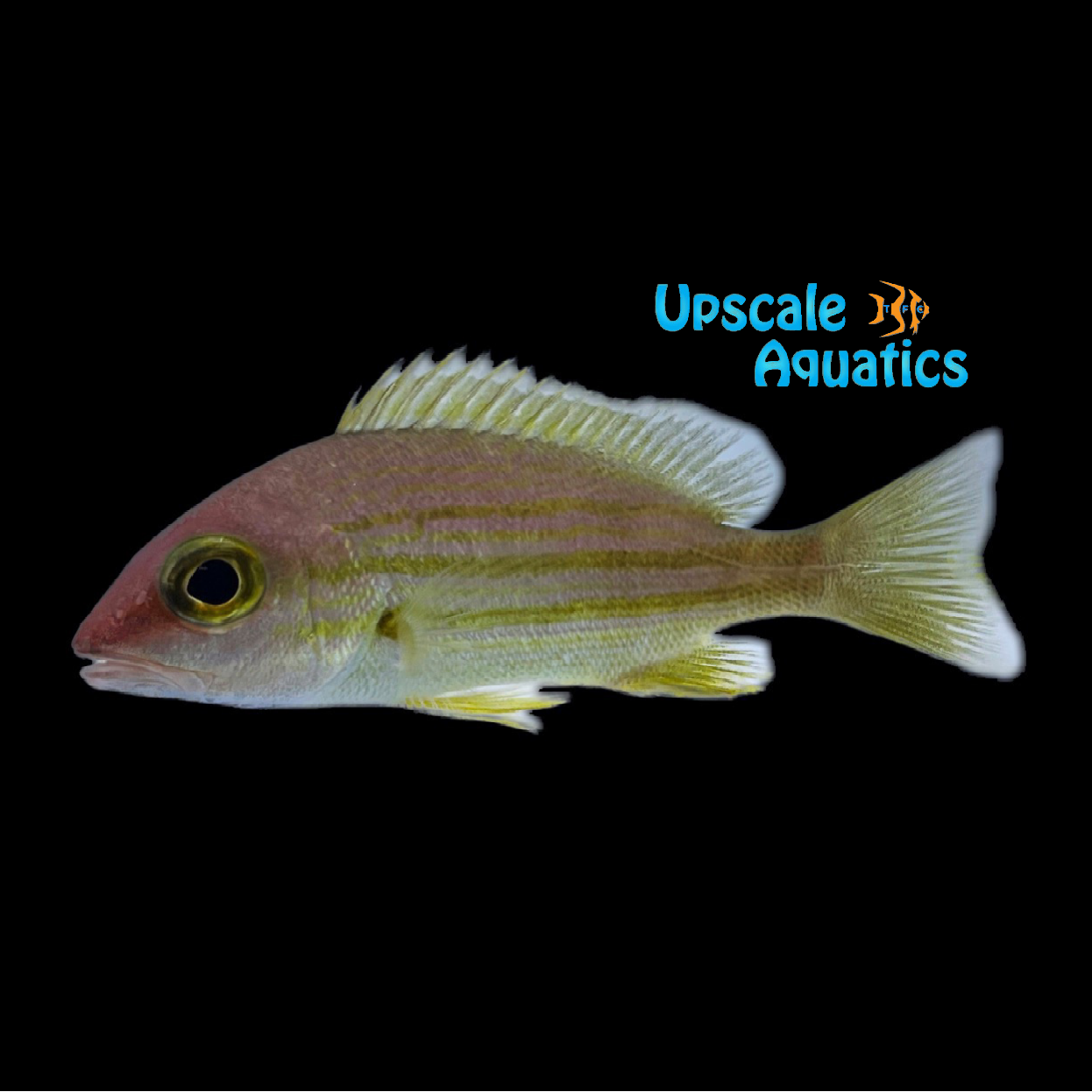 Yellow Lined Snapper (Lutjanus rufolineatus) – Upscale Aquatics