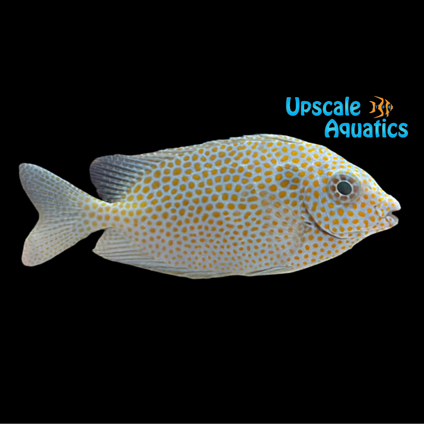 Orange Spotted Rabbitfish (Siganus punctatus) – Upscale Aquatics