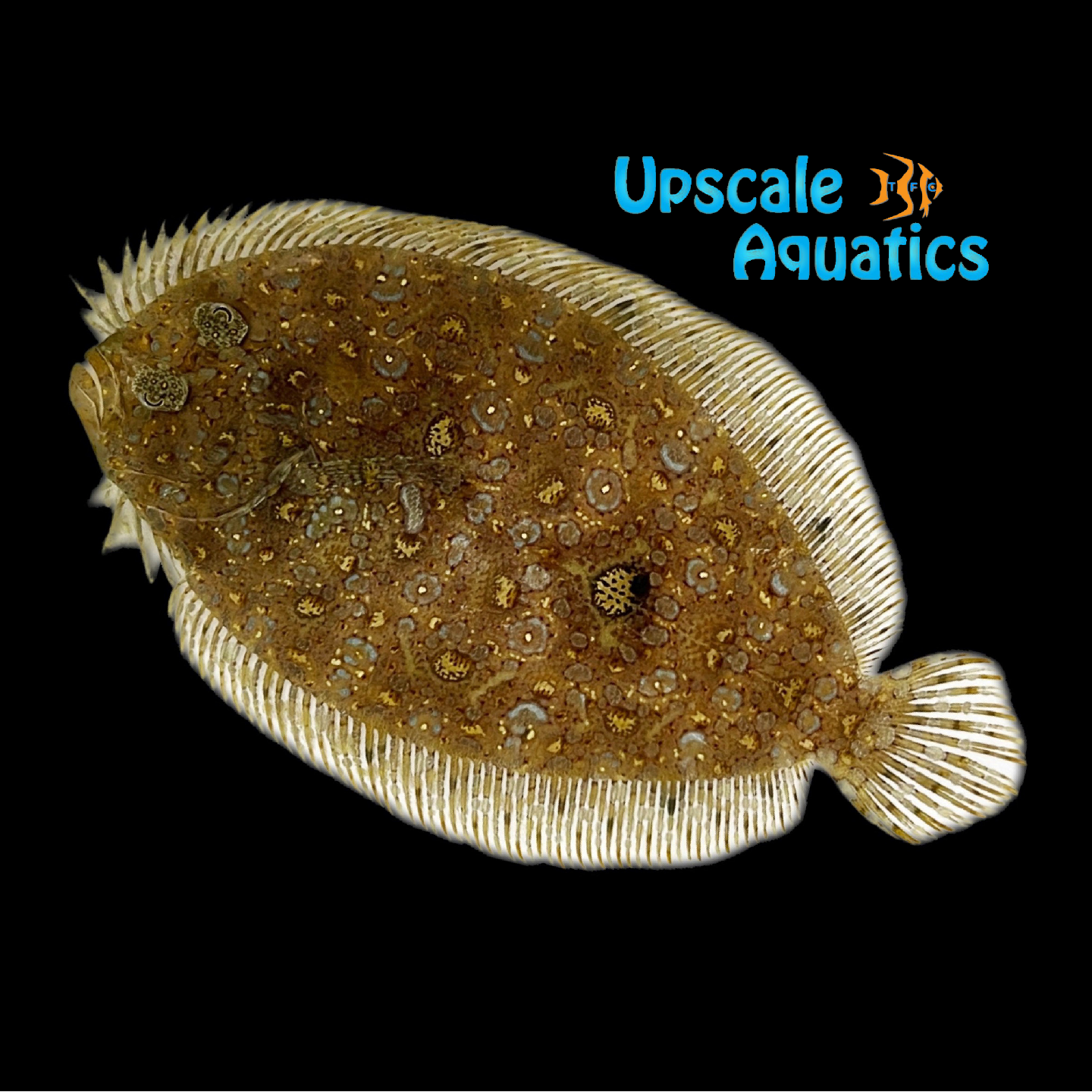 Peacock Flounder (Bothus mancus) – Upscale Aquatics