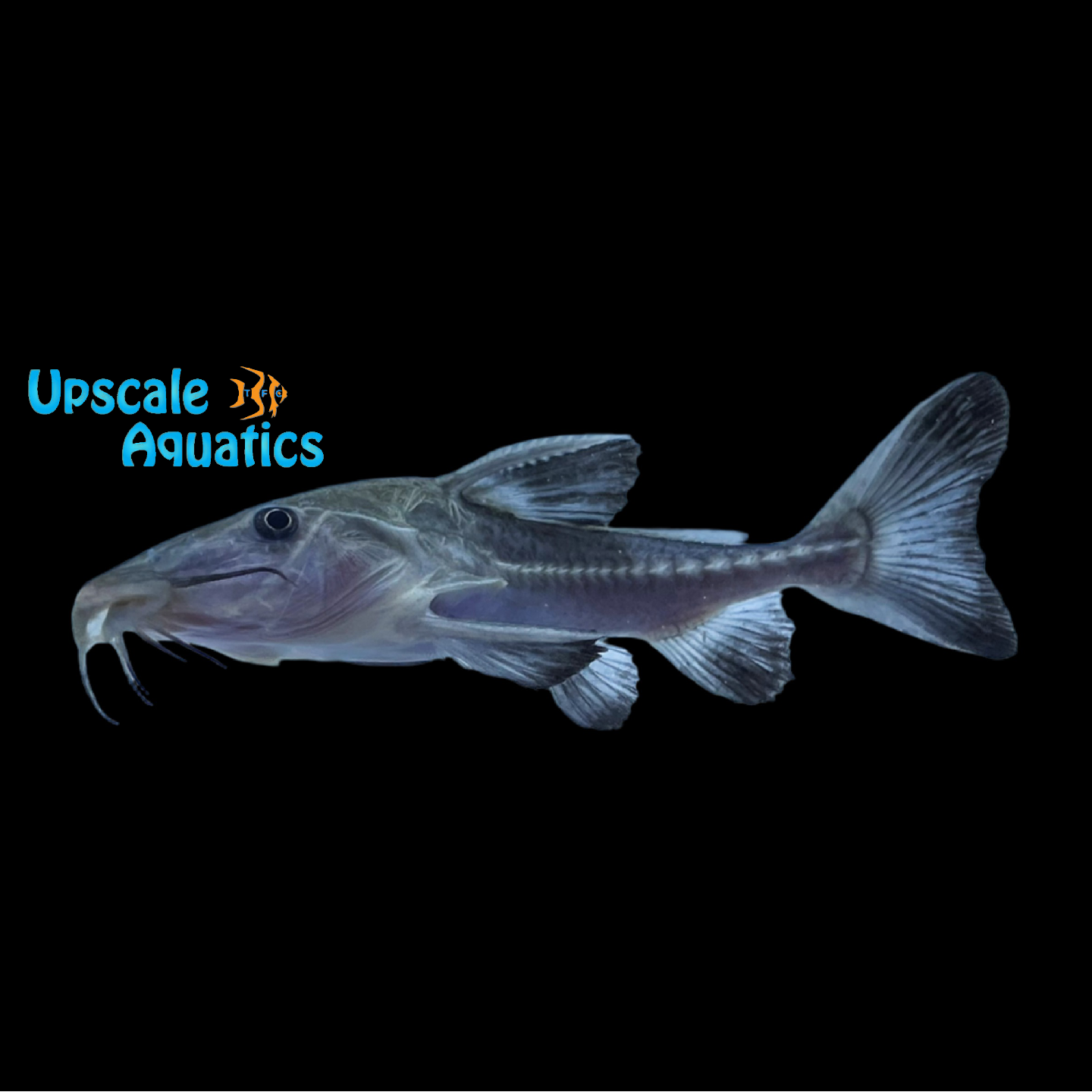 Ripsaw Catfish (Oxydoras niger) – Upscale Aquatics