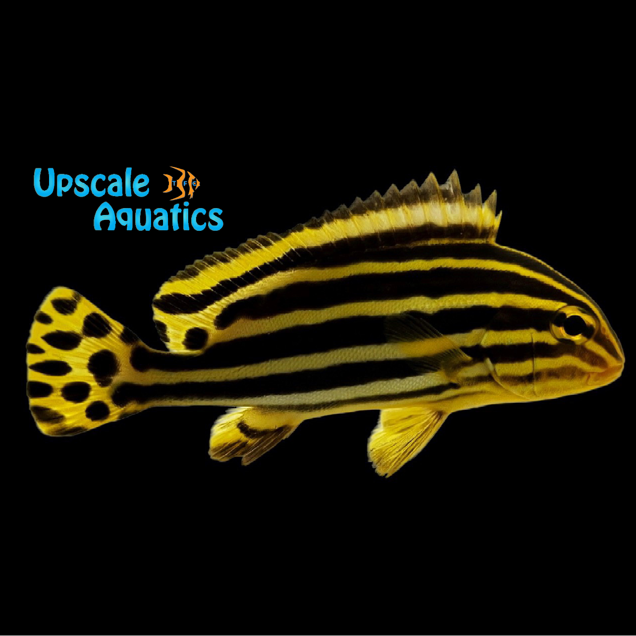 Yellow Striped Sweetlips (Plectorhinchus gaterinus) – Upscale Aquatics
