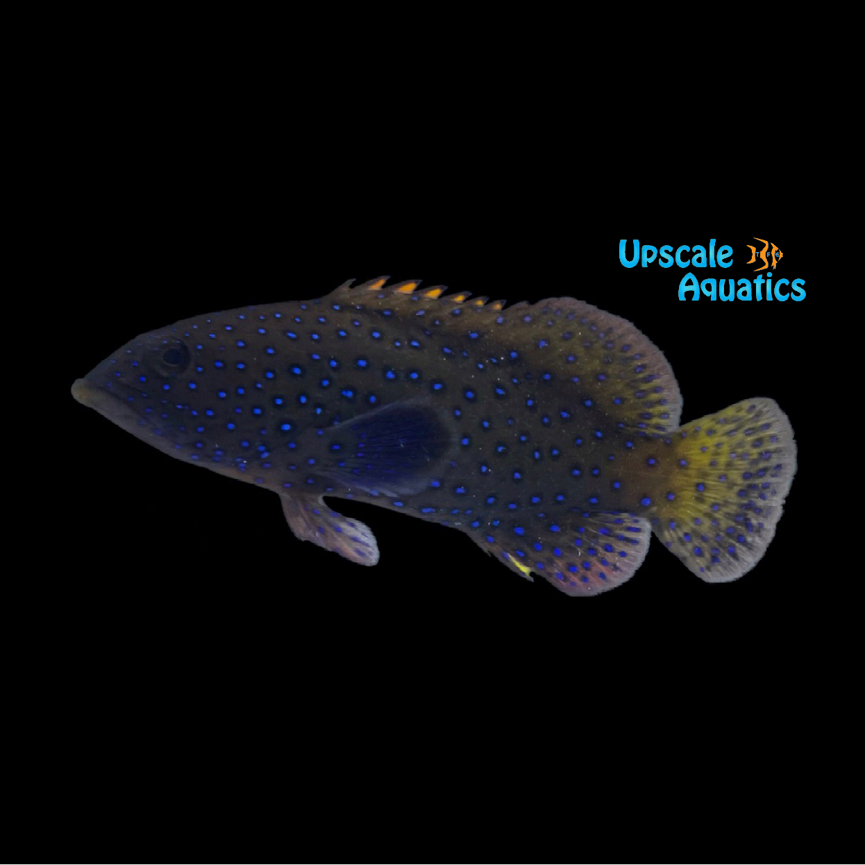 Blue Dot Grouper (Cephalopholis argus) – Upscale Aquatics