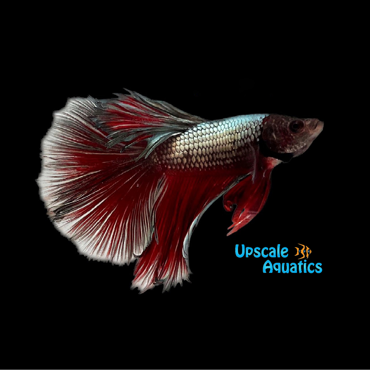Copper Halfmoon Betta - Male (Betta splendens) – Upscale Aquatics
