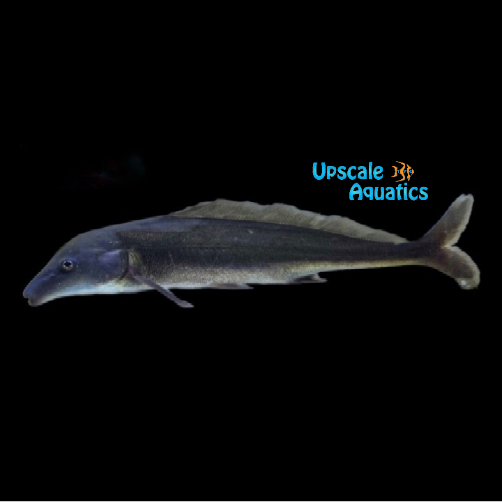 Dolphin Mormyrid (Mormyrus longirostris) – Upscale Aquatics