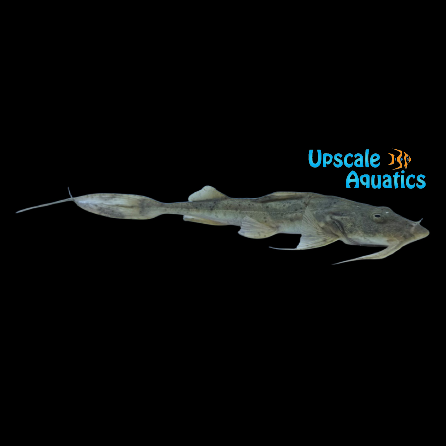 Indian Highland Goonch Catfish (Bagarius bagarius) – Upscale Aquatics