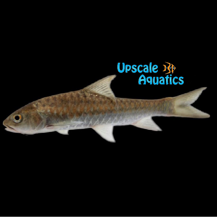 Thai Mahseer (Tor tambroides) – Upscale Aquatics