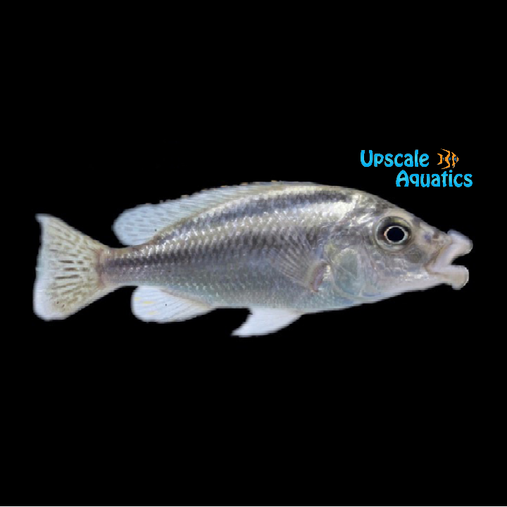Thick Lip Euchilus Cichlid (Cheilochromis euchilus) – Upscale Aquatics
